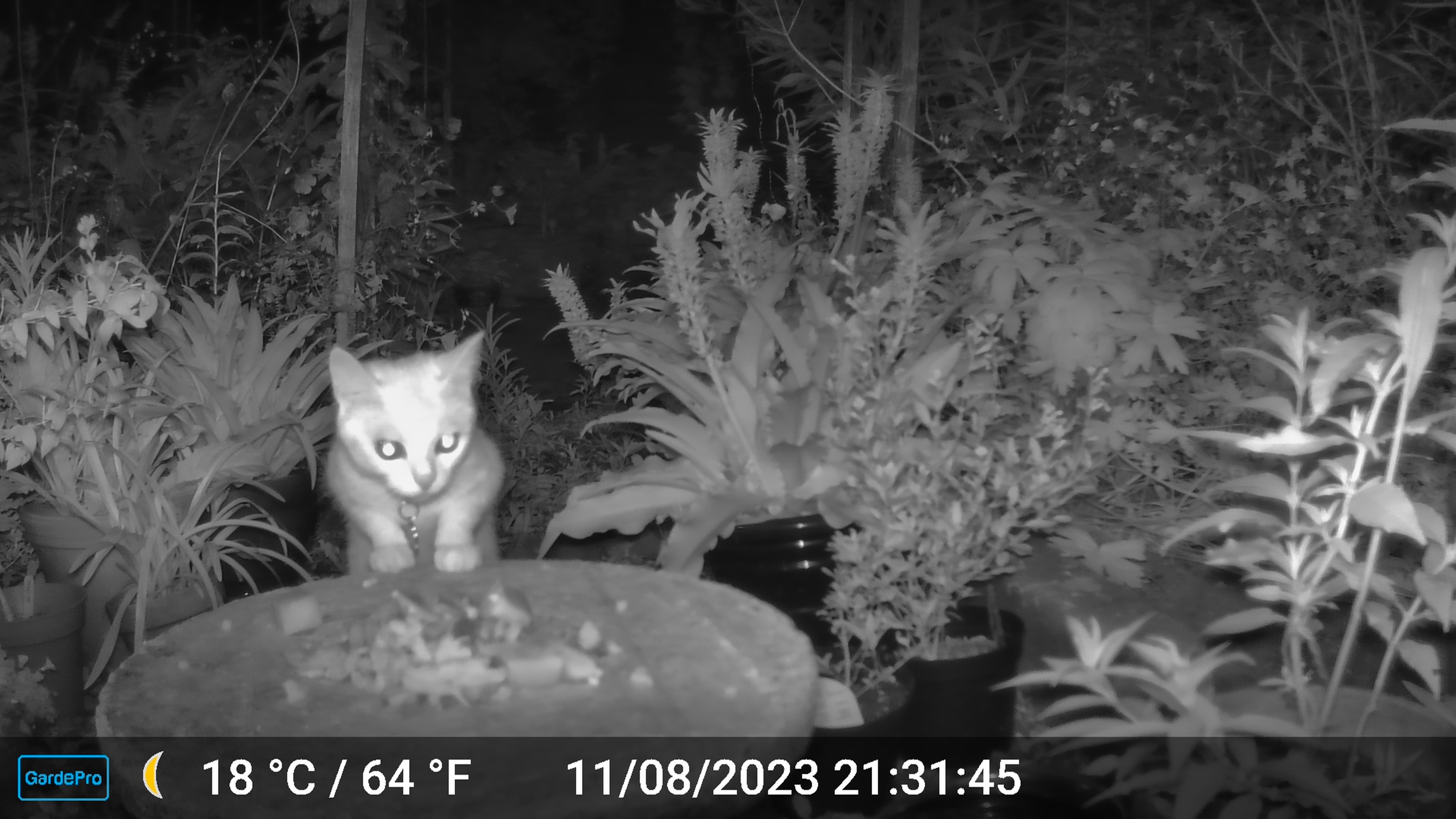 Night time raiders who treat our garden with complete disdain – Robin’s ...